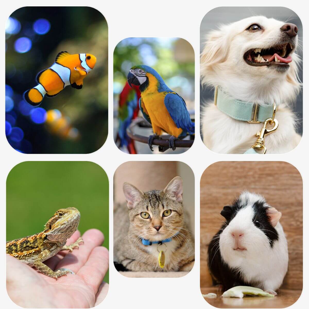 Best Vet Hospital In Spokane Valley, WA | Pet Vet Hospital