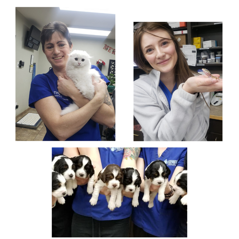 Best Vet Hospital In Spokane Valley, WA | Pet Vet Hospital
